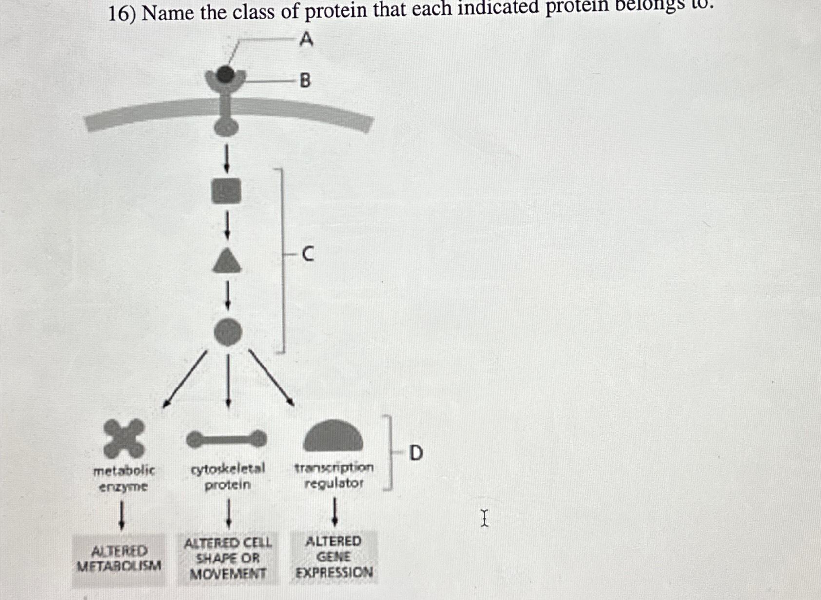 Solved Name the class of protein that each indicated protein | Chegg.com