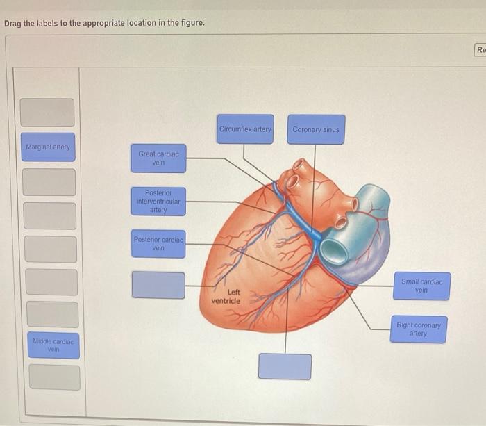 Solved Drag the labels to the appropriate location in the | Chegg.com