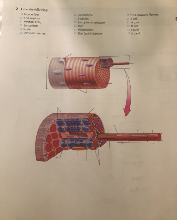 Solved 2 Label the following: Muscle fiber Endomysium | Chegg.com