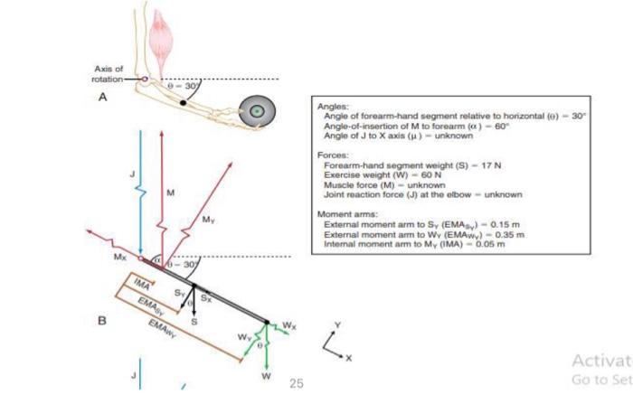 Solved Angles: Angle of forearm-hand segment relative to | Chegg.com