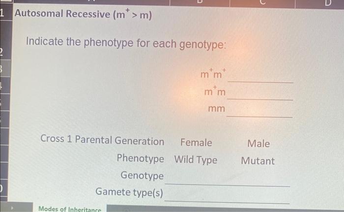 Solved Indicate the phenotype for each genotype: m+m+m+mmm | Chegg.com
