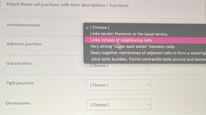Solved Match these cell junctions with their descriptions / | Chegg.com