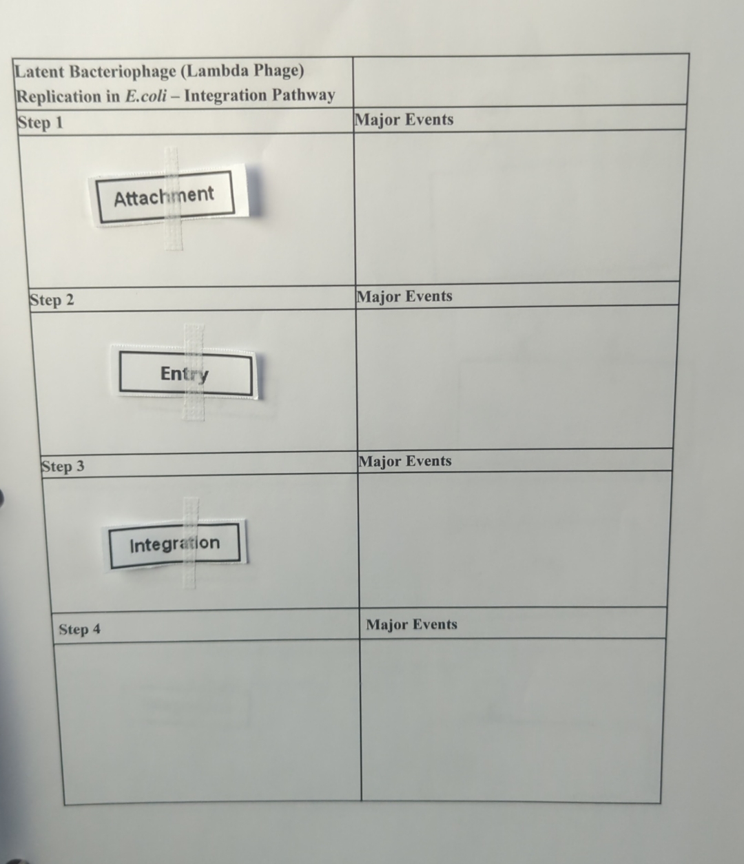 Latent Bacteriophage (Lambda Phage)|Replication in | Chegg.com