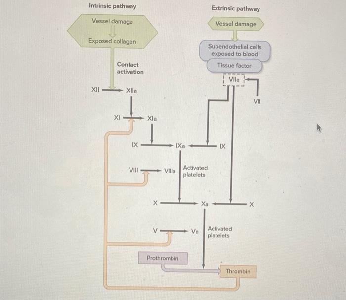 Solved Intrinsic pathway Vessel damage Extrinsic pathway | Chegg.com