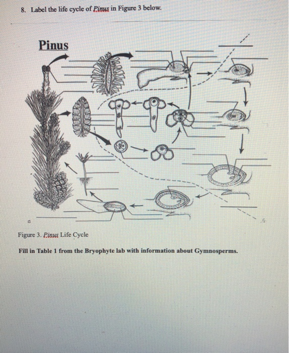 Exercise I: Pinus In conifers, the male and female | Chegg.com
