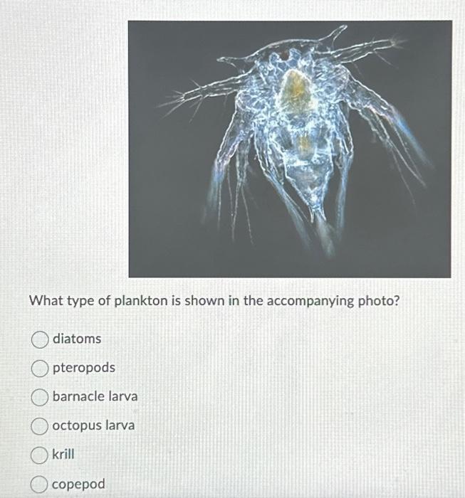 What type of plankton is shown in the accompanying | Chegg.com