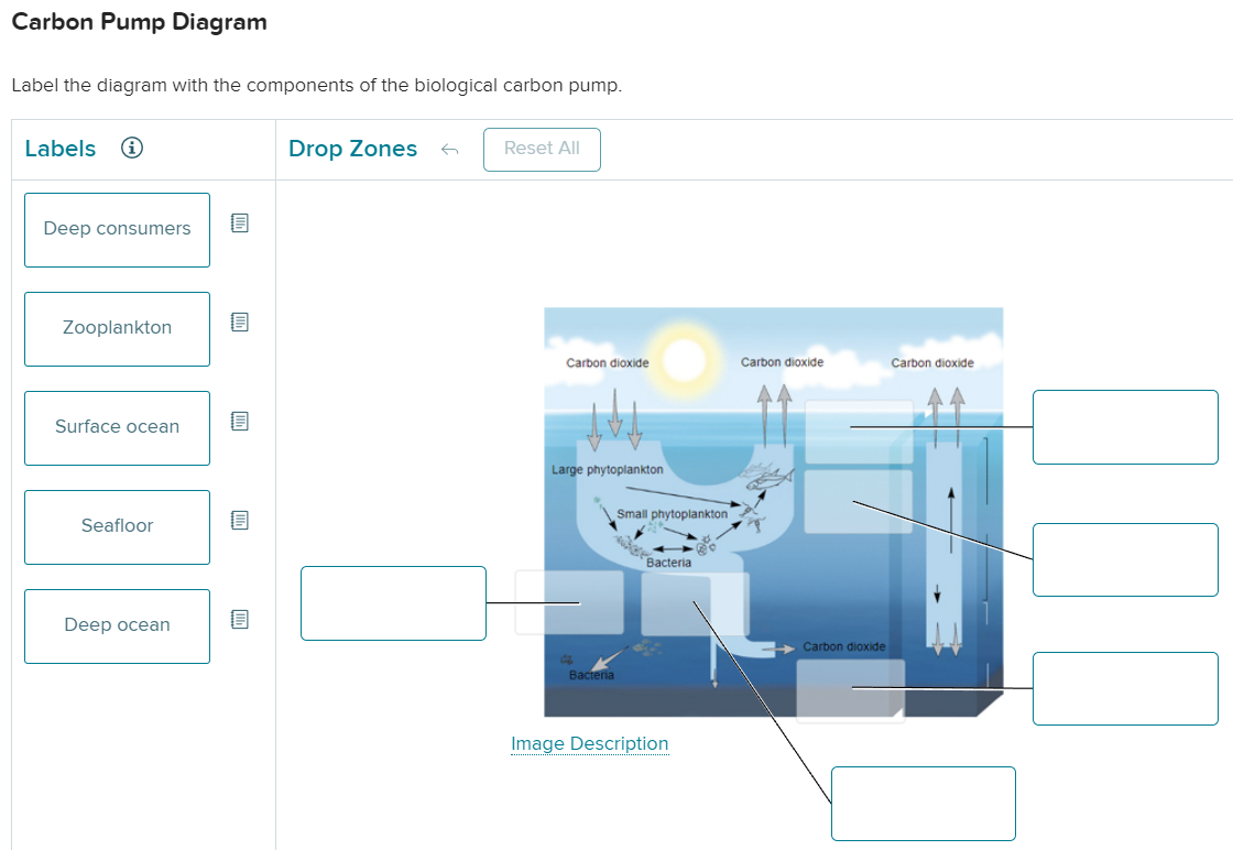 Solved Carbon Pump DiagramLabel the diagram with the | Chegg.com
