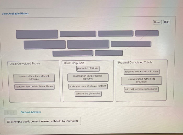 Solved View Available Hint(s) Reset Help Distal Convoluted | Chegg.com