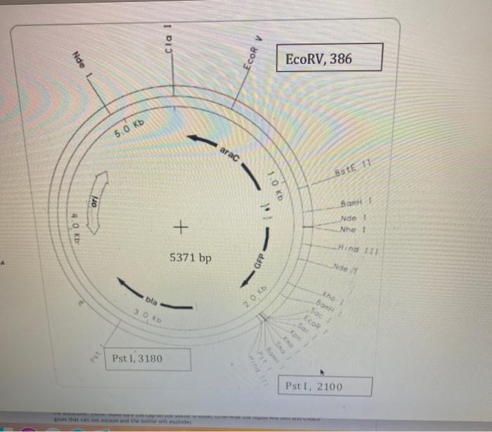Solved Below is the map of pGlo Plasmid showing some of the | Chegg.com