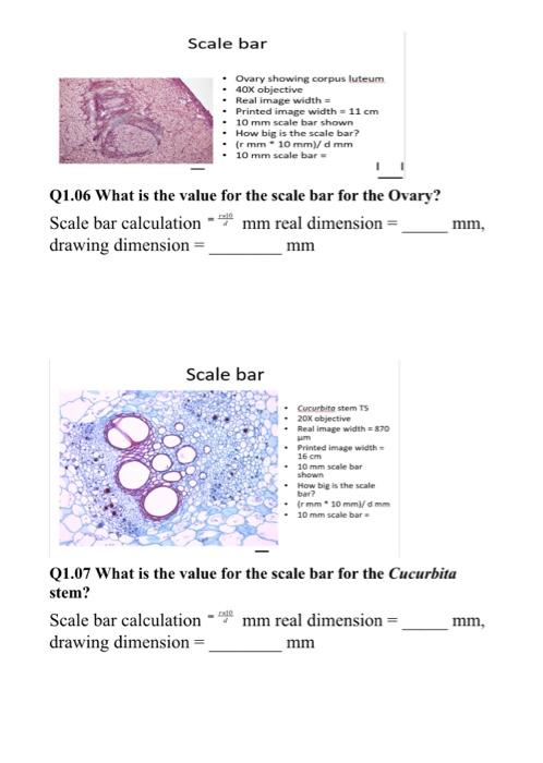 Scale bar Ovary showing corpus luteum 40x objective | Chegg.com