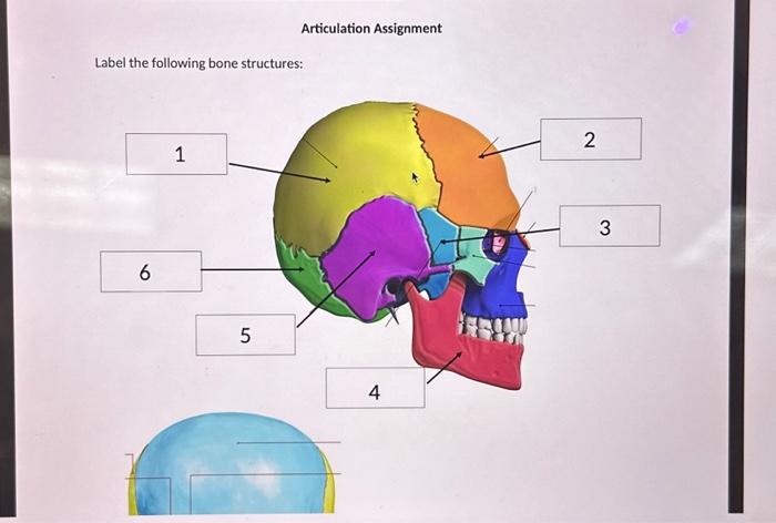 Solved Articulation Assignment Label the following bone | Chegg.com