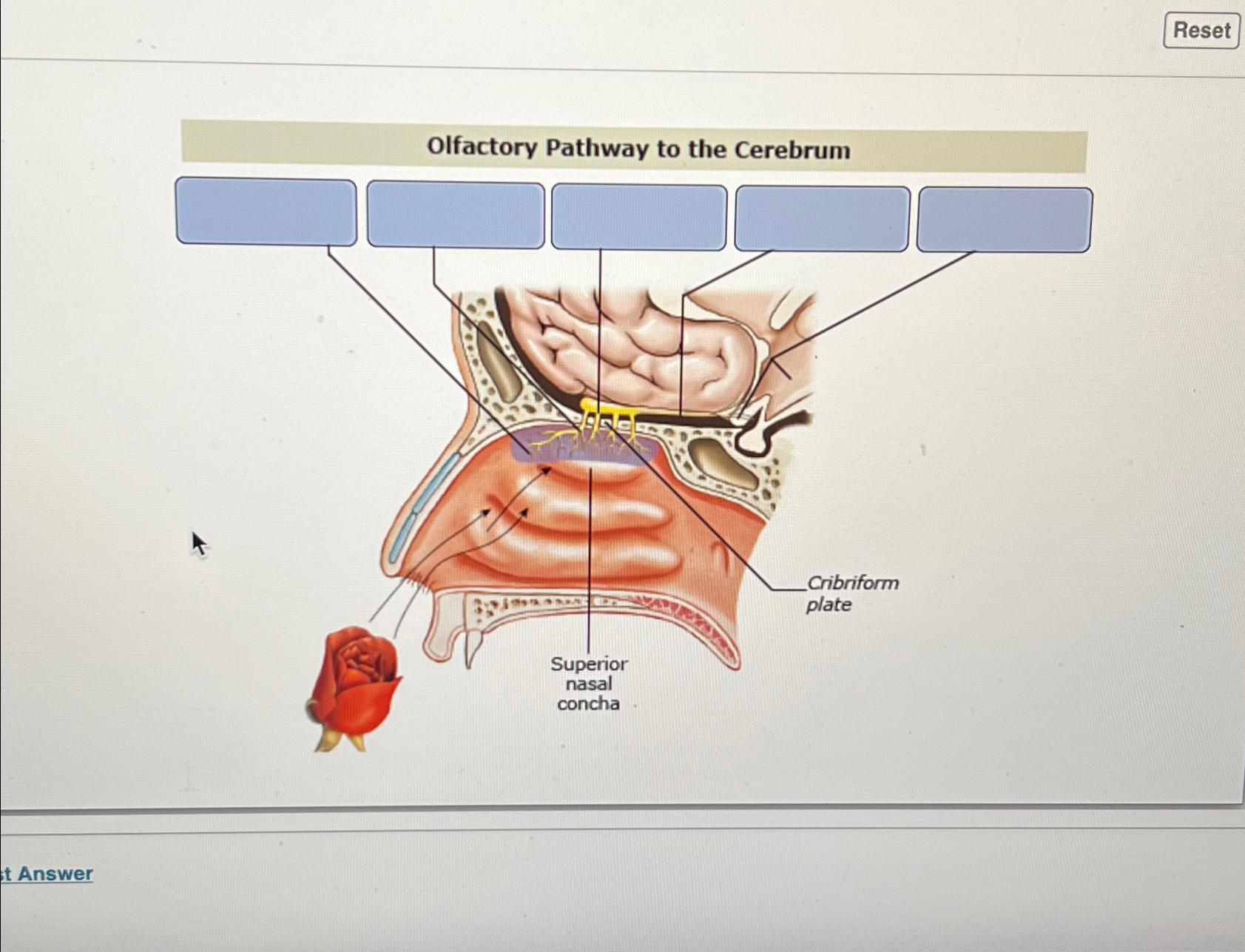 Solved Olfactory Pathway to the Cerebrum | Chegg.com