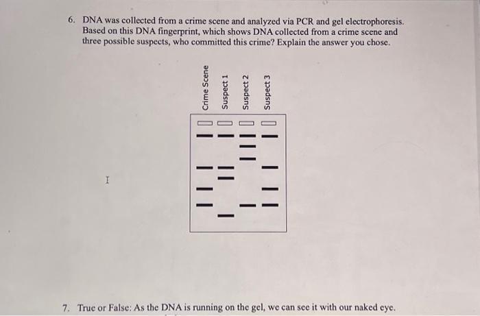 Solved 6. DNA was collected from a crime scene and analyzed | Chegg.com