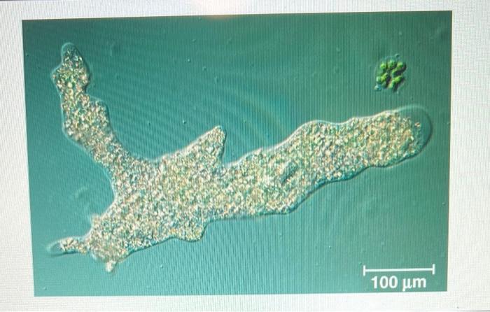 Solved organism 12 has two pictures & orgsnim 11 is the | Chegg.com