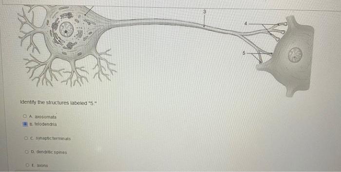 Solved Identify the structures labeled "5 " A. axogomata B. | Chegg.com