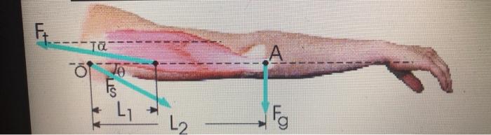 Solved The arm in the figure below weighs 43.1 N. A) The | Chegg.com