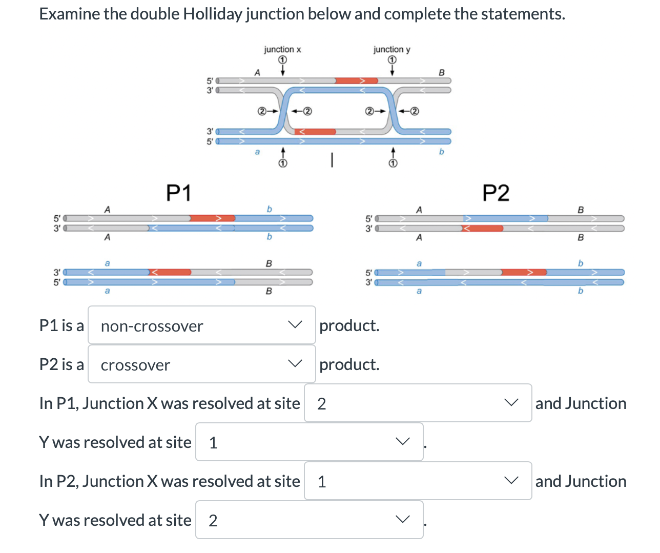 Solved Examine the double Holliday junction below and | Chegg.com