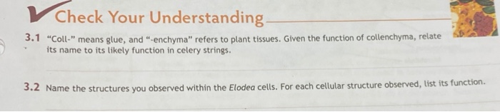 Solved V Check Your Understanding 3.1 "Coll-" means glue, | Chegg.com