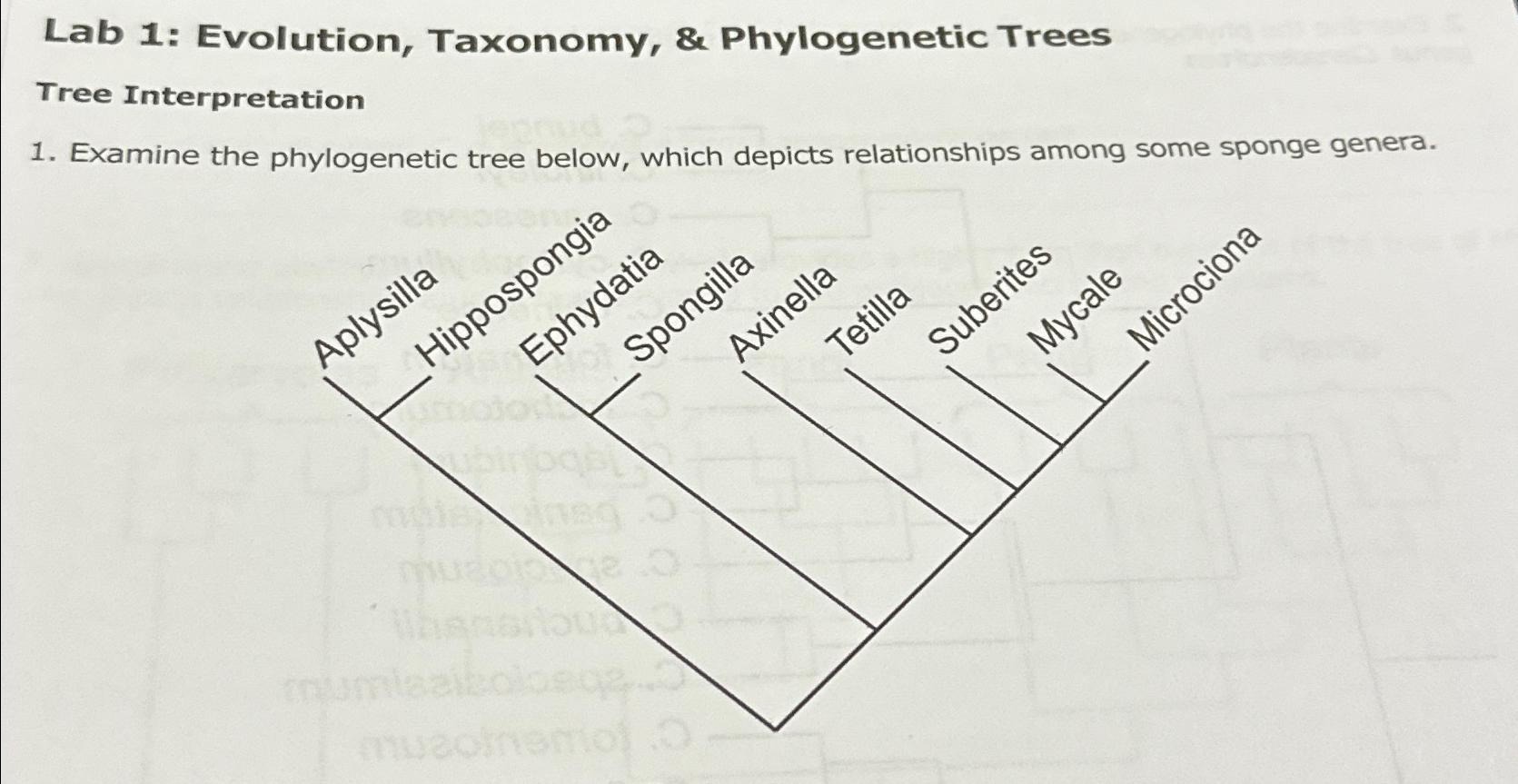 Solved Lab 1: Evolution, Taxonomy, & Phylogenetic TreesTree | Chegg.com