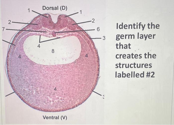 Solved Identify the germ layer that creates the structures | Chegg.com