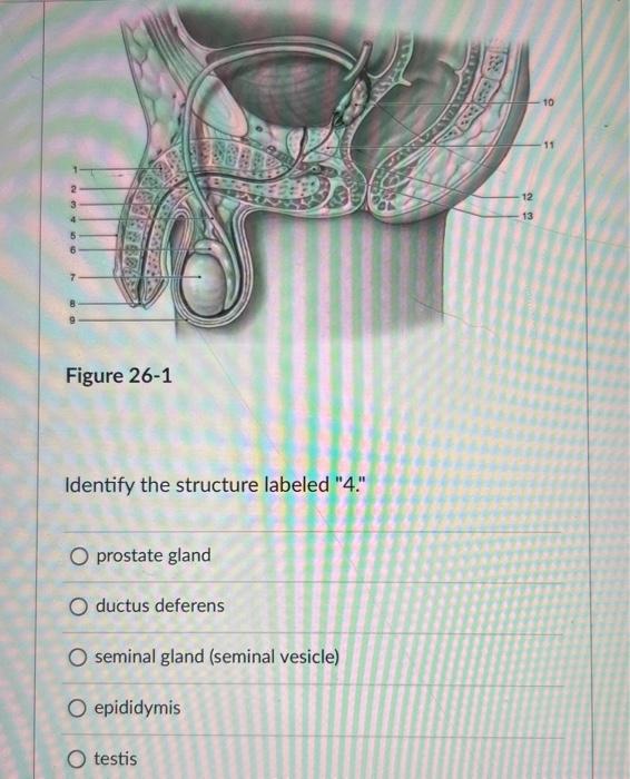 Solved Figure 26-1 Identify the structure labeled "4." | Chegg.com