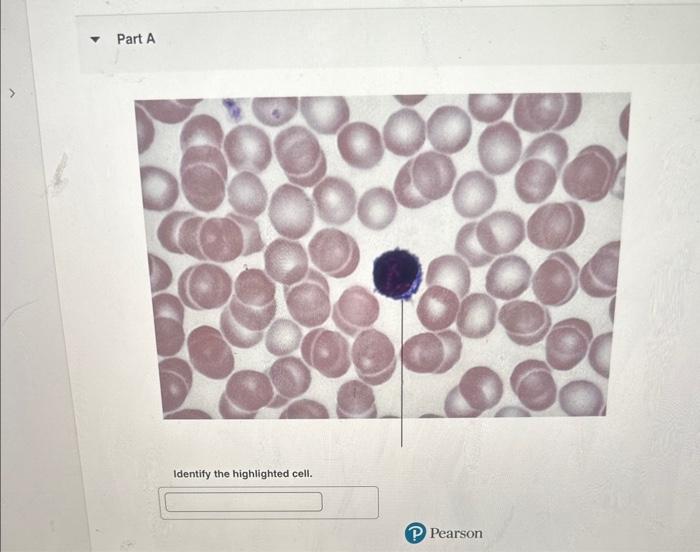 Solved Identify the highlighted cell. | Chegg.com