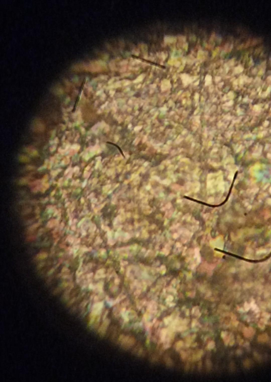 Solved Question | Chegg.com