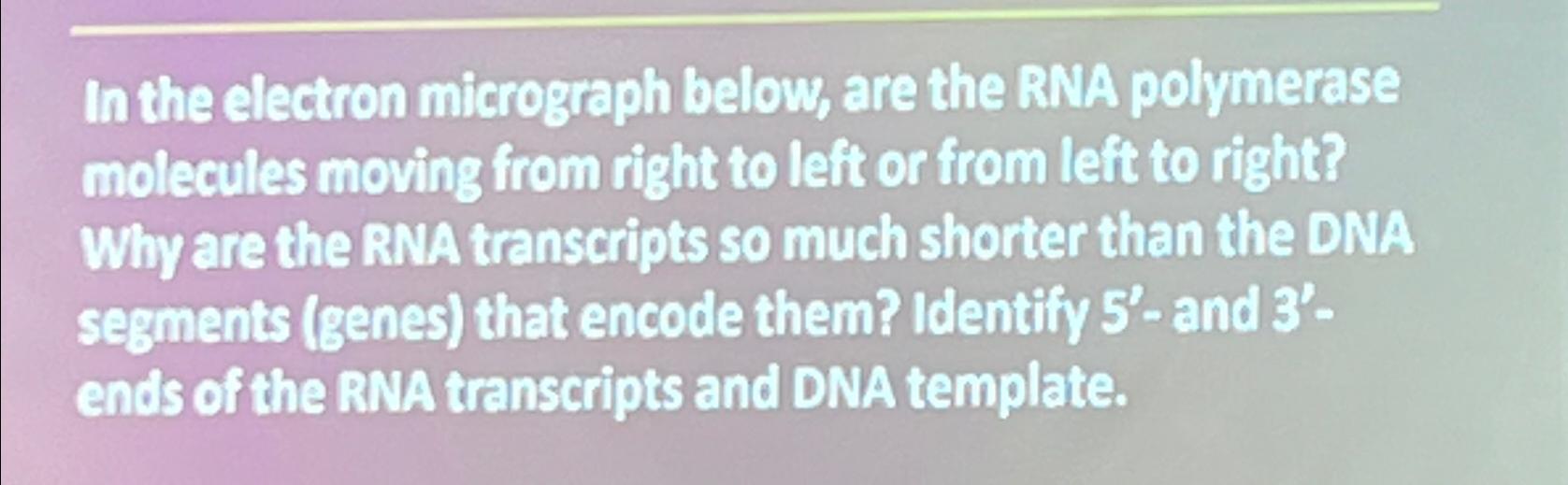 Solved In the electron micrograph below, are the RNA | Chegg.com