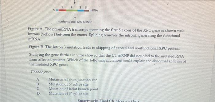 Solved functional XPC protein in their cells. Figure A. The | Chegg.com