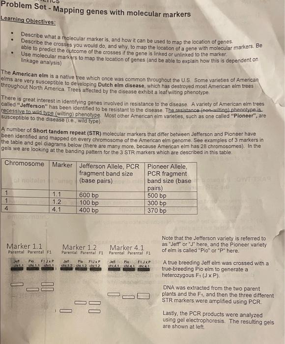 Solved Problem Set - Mapping genes with molecular markers | Chegg.com