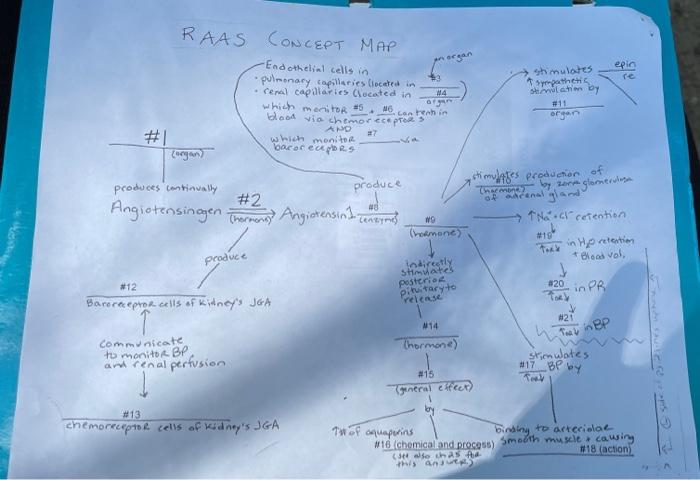 Solved RAAS CONCEPT MAP chemoreceptor cells of Kddney's JGA | Chegg.com
