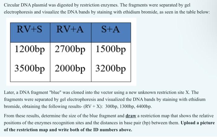 Solved Circular DNA plasmid was digested by restriction | Chegg.com