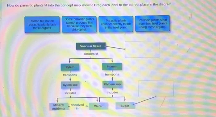 Solved How do parasitic plants fit into the concept map | Chegg.com