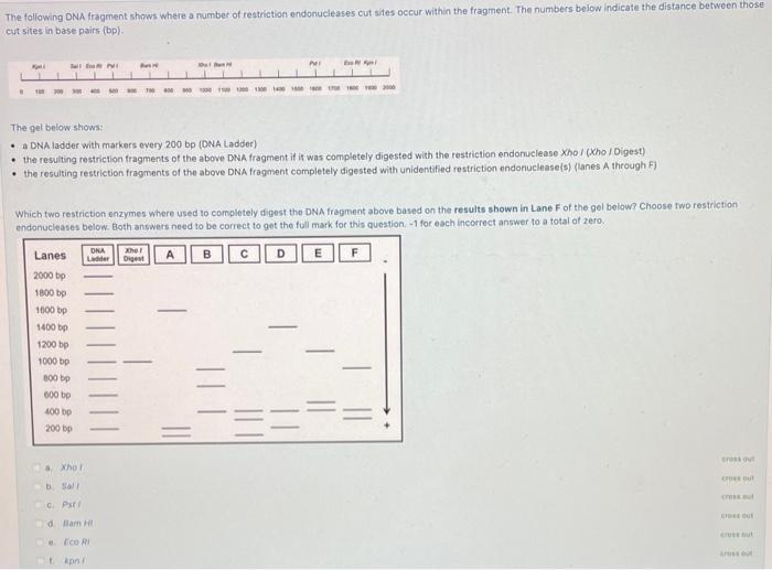 Solved The following DNA fragment shows where a numbet of | Chegg.com