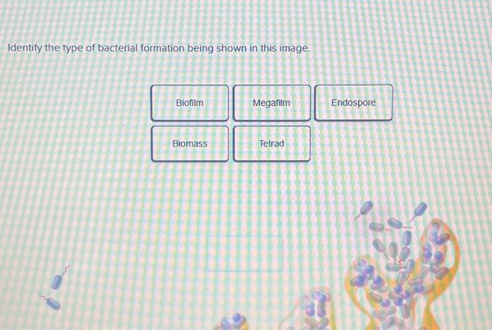 Solved Identify the type of bacterial formation being shown | Chegg.com