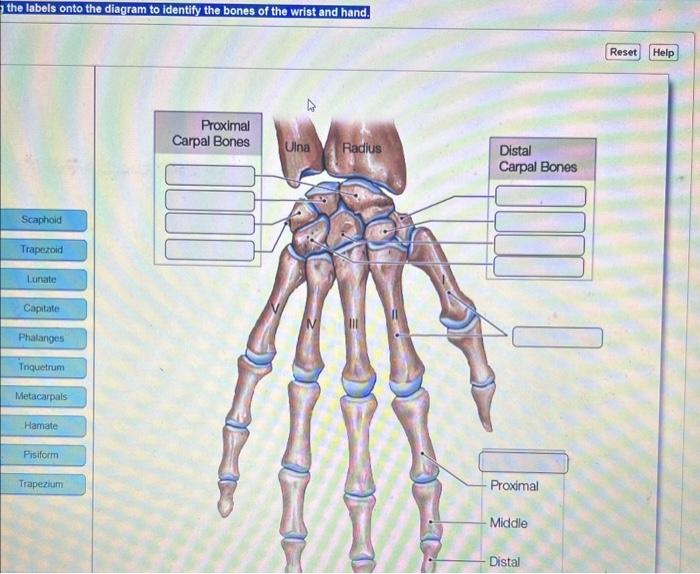 Solved the labels onto the diagram to identify the bones of | Chegg.com