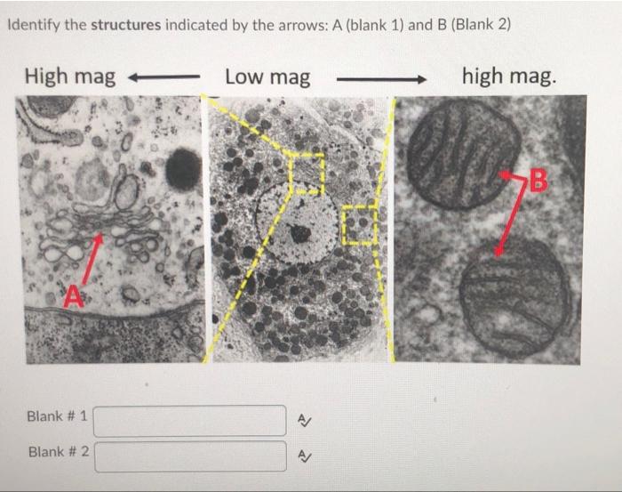 Solved high mag Low mag D E Identify the following | Chegg.com