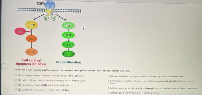 Solved EGFR РІЗК Ros PTEN BRAF Akt MEK mron ERK 1,2 Cell | Chegg.com