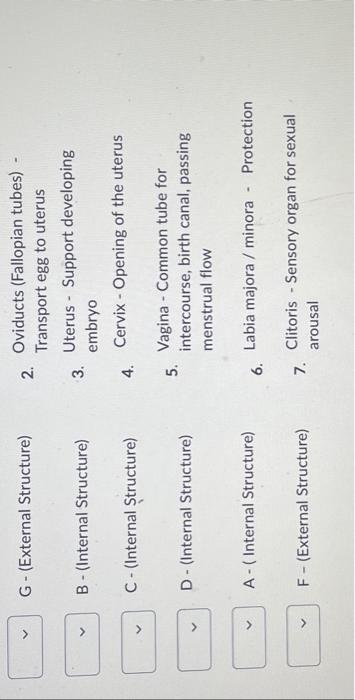 Solved E - (Internal Structure) G - (External Structure) B - | Chegg.com
