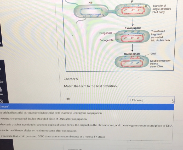 Solved Hir Transfer of single-stranded DNA Copy Exconjugant | Chegg.com