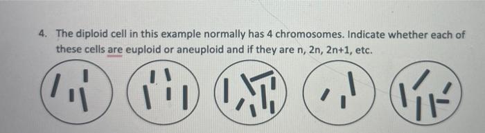 Solved 4. The diploid cell in this example normally has 4 | Chegg.com