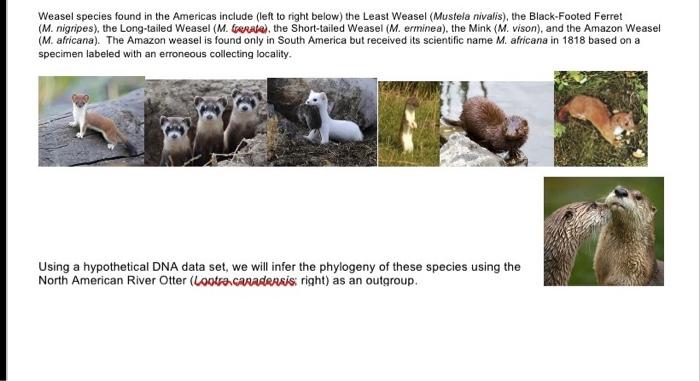 Weasel species found in the Americas include (left to | Chegg.com