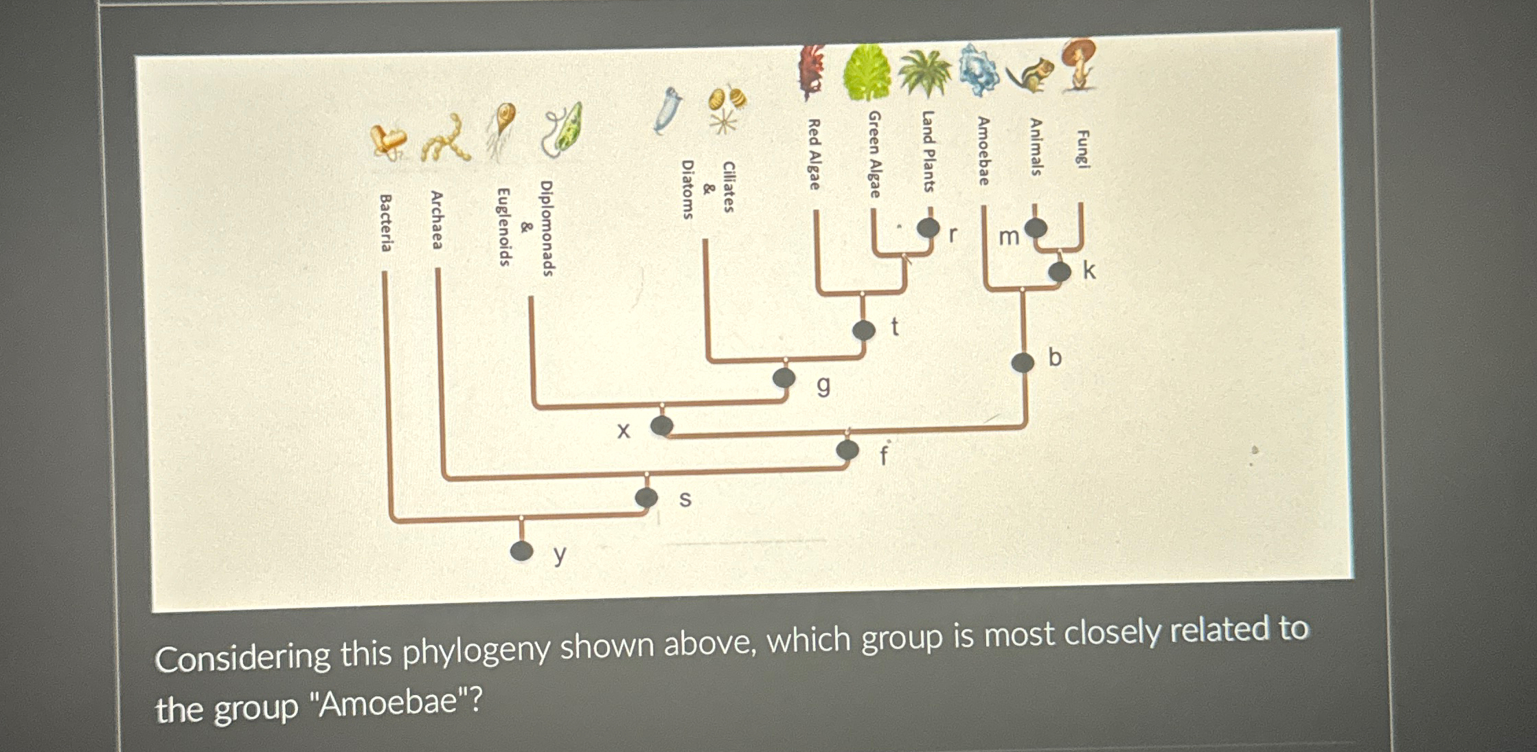 Solved Considering this phylogeny shown above, which group | Chegg.com