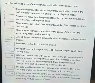 Solved Place the following steps of endochondral | Chegg.com