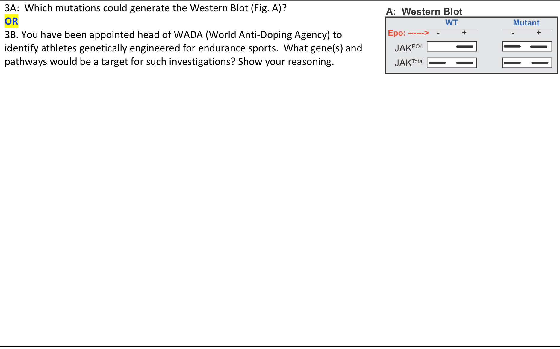 Solved 3A: Which mutations could generate the Western Blot | Chegg.com