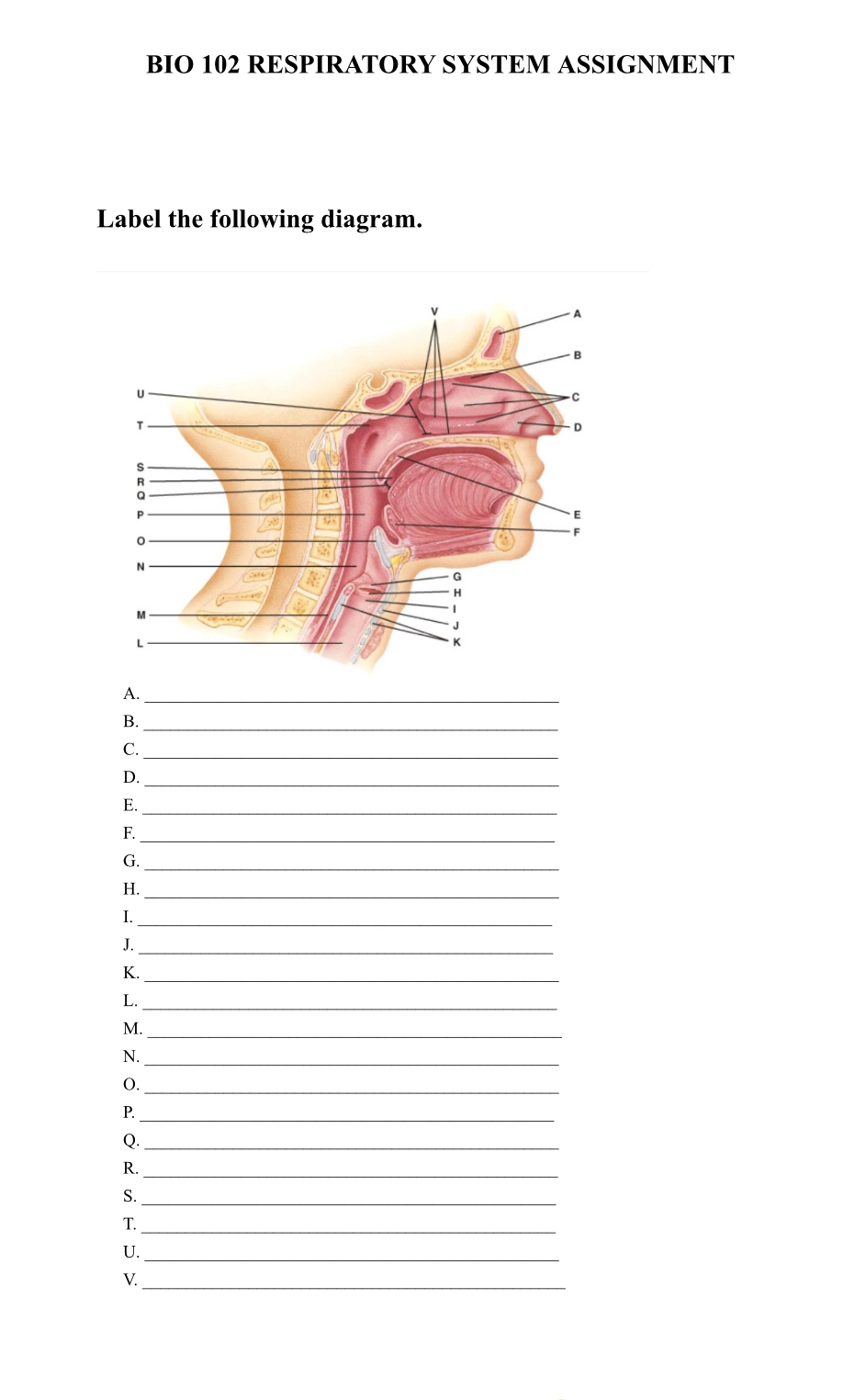 Solved BIO 102 ﻿RESPIRATORY SYSTEM ASSIGNMENTLabel the | Chegg.com