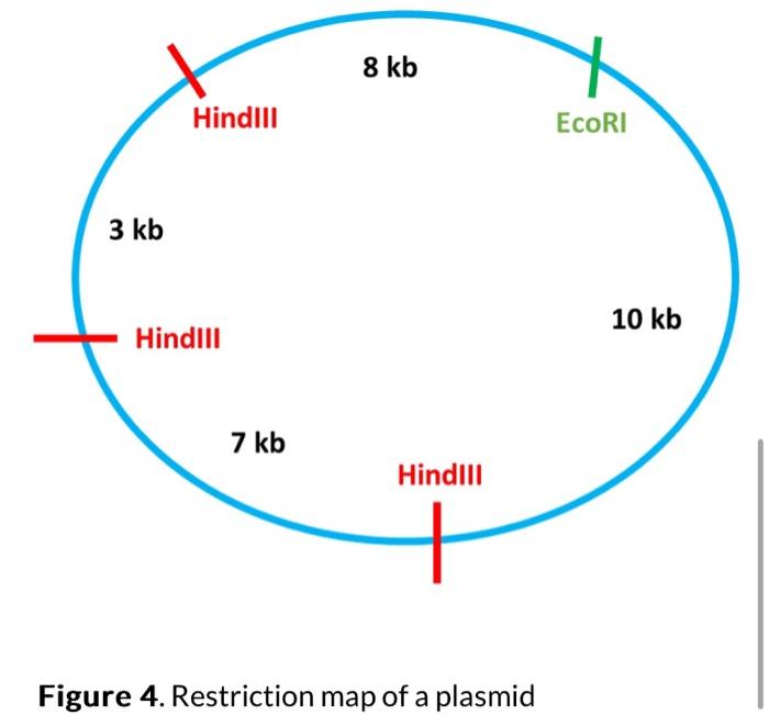 Solved 3. (3 points) Use the following figure (Figure 2 ) | Chegg.com