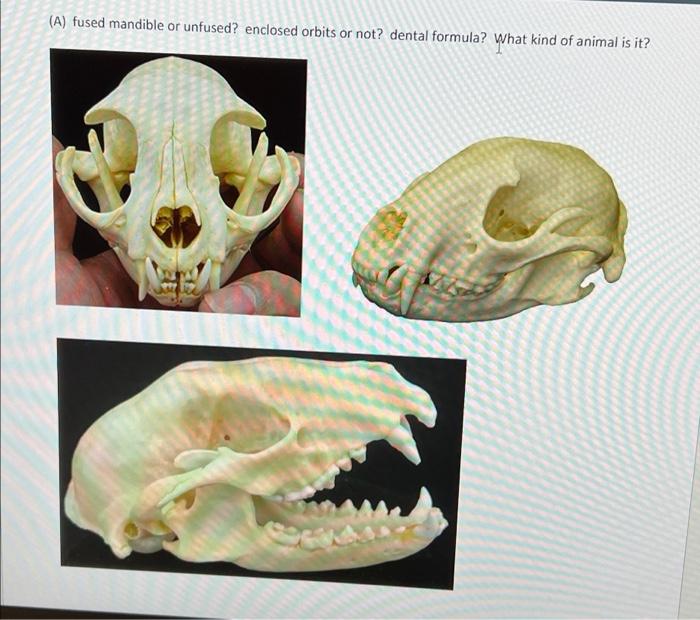 (A) fused mandible or unfused? enclosed orbits or | Chegg.com