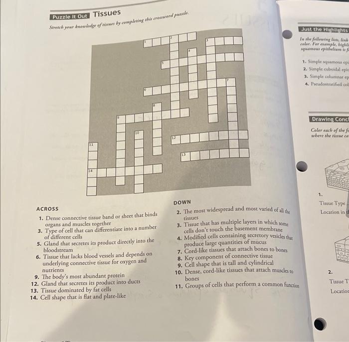 Solved Puzzle it out Tissues ACROSS 1. Dense connective | Chegg.com