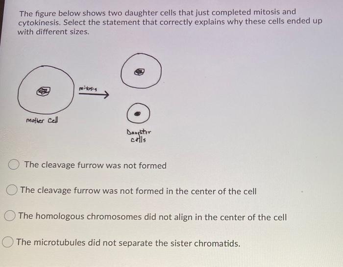 Solved The figure below shows two daughter cells that just | Chegg.com